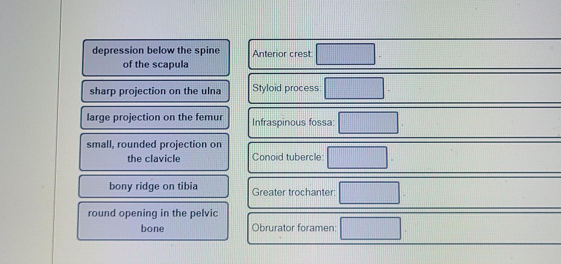 Solved depression below the spine Anterior crest: of the | Chegg.com