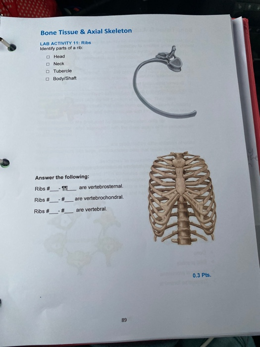 Solved Bone Tissue & Axial Skeleton LAB ACTIVITY 7: Eye | Chegg.com