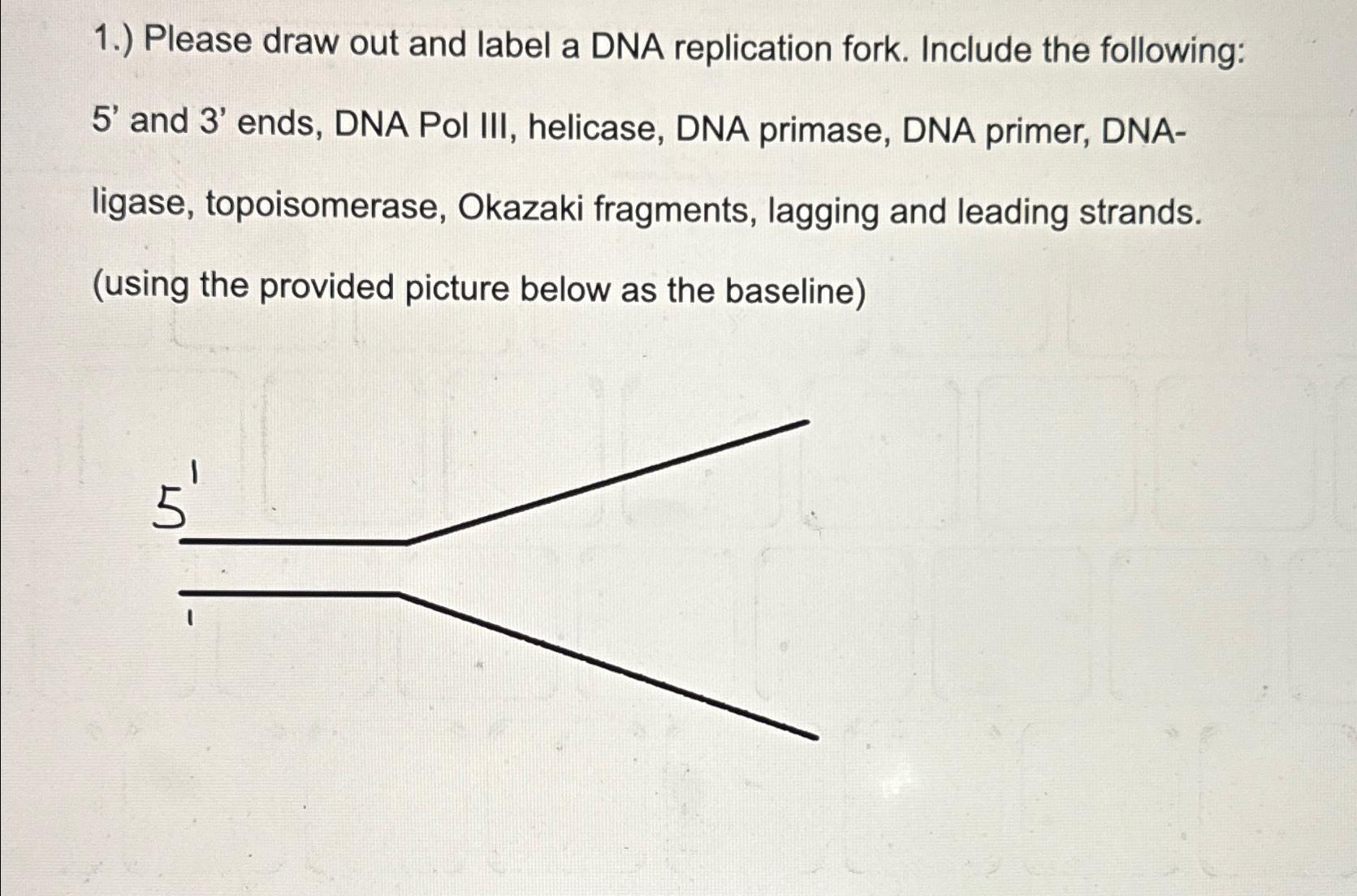 Solved 1.) ﻿Please draw out and label a DNA replication | Chegg.com