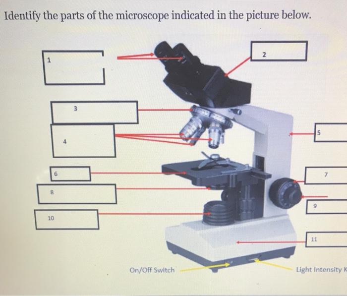 Solved Rat Dissection Coloring Sheet Color the following | Chegg.com