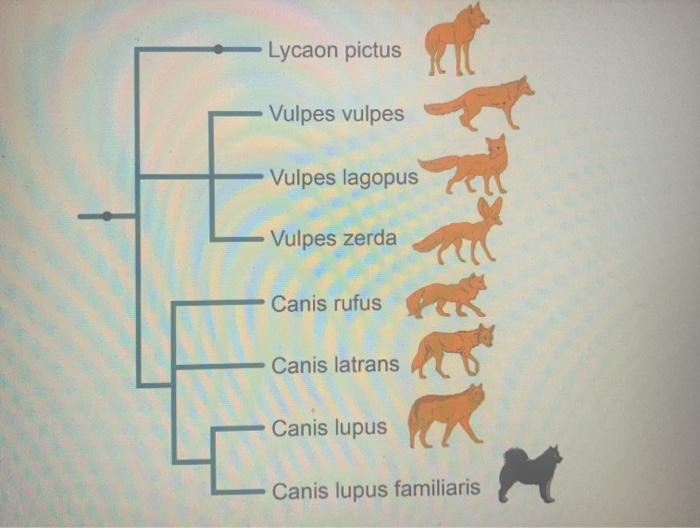 Solved Activity 3: Interpret a Phylogenetic Tree . Complete | Chegg.com