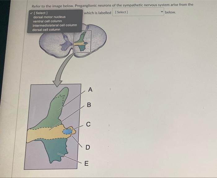Solved Refer to the image below. Preganglionic neurons of | Chegg.com