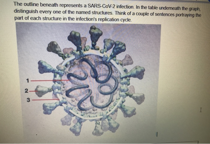 Solved The outline beneath represents a SARS-CoV-2 | Chegg.com