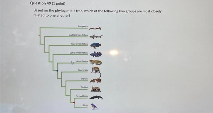 Solved Based on the phylogenetic tree, which of the | Chegg.com