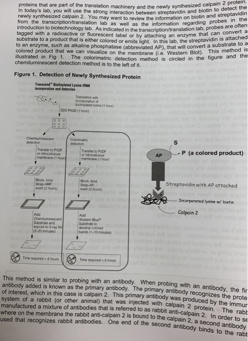 Solved WORKSHEET: Western Probing NAME Lab period/Instructor | Chegg.com