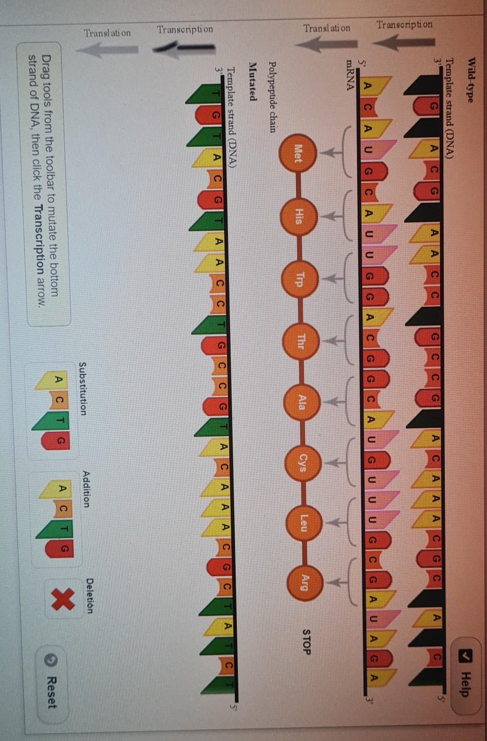 Solved Use the Mutations interactive to determine which | Chegg.com