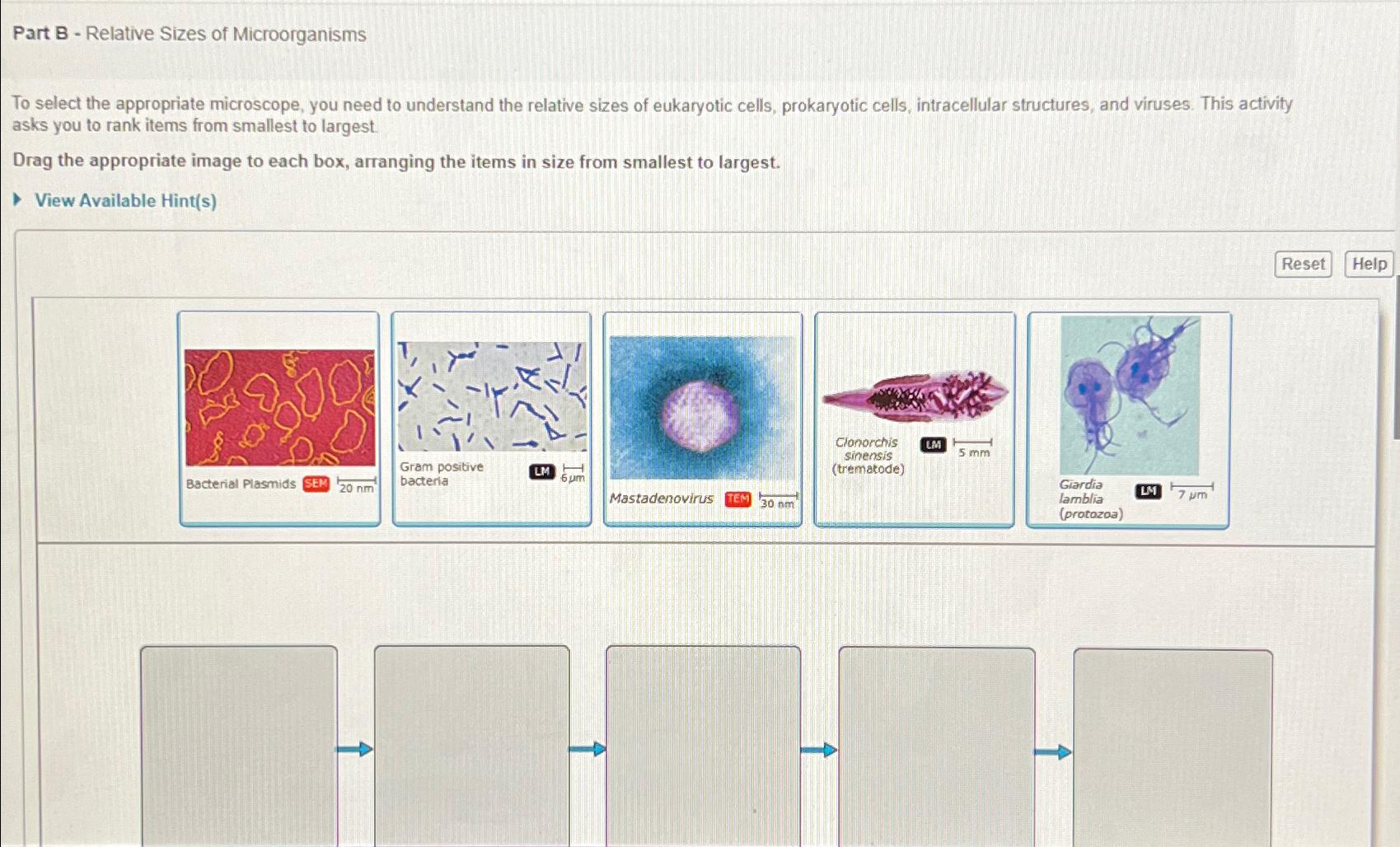 Solved Part B - ﻿Relative Sizes of MicroorganismsTo select | Chegg.com