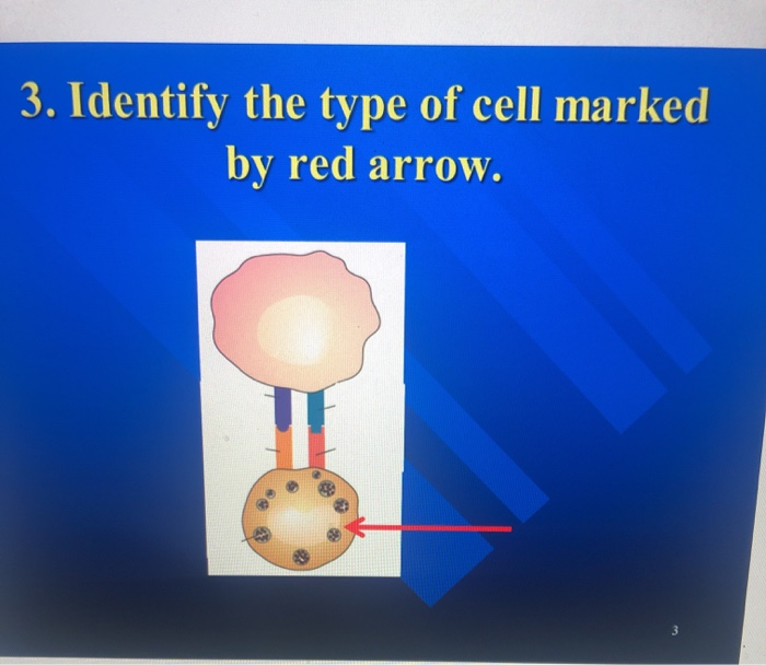 Solved 3. Identify the type of cell marked by red arrow. | Chegg.com