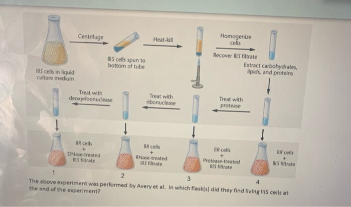 Solved Centrifuge Heat-kill Homogenize cells Recover les | Chegg.com