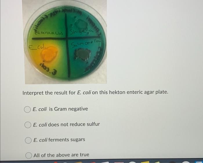 Solved Enterococus Shigella Ecoli Sulmonella los.3 Interpret | Chegg.com
