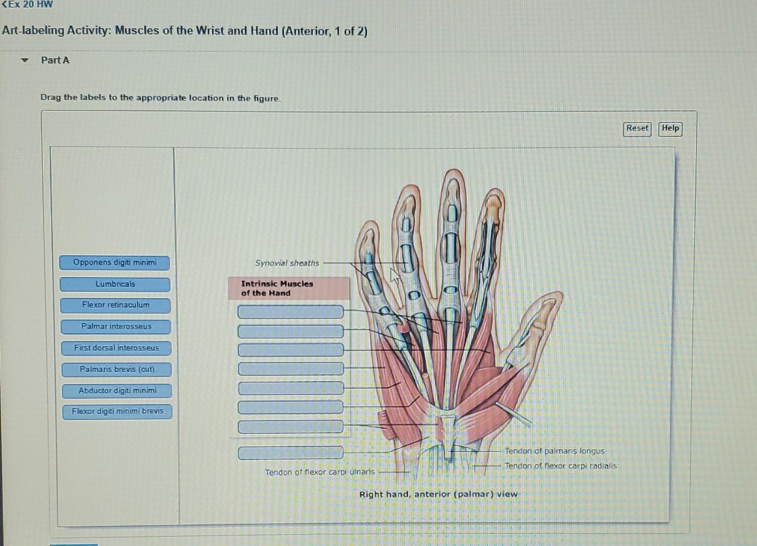 Solved Art Labeling Activity Posterior Muscles Of The - vrogue.co Solved Art Labeling Activity Posterior Muscles Of The - vrogue.co