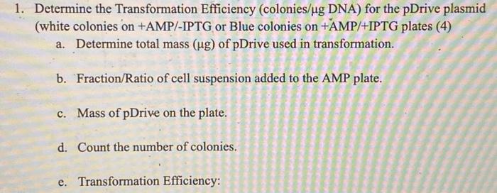 Solved Genetics Lab: Rapid Colony Transformation of E. coli | Chegg.com