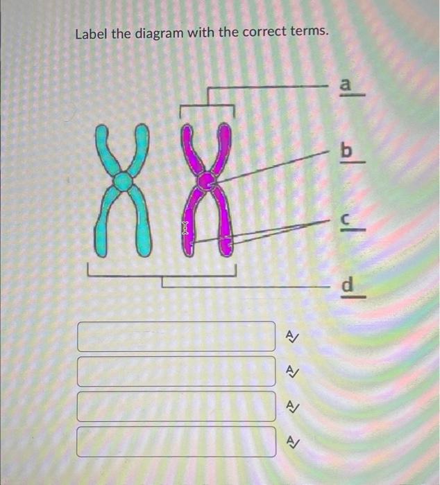 Solved Label the diagram with the correct terms. | Chegg.com