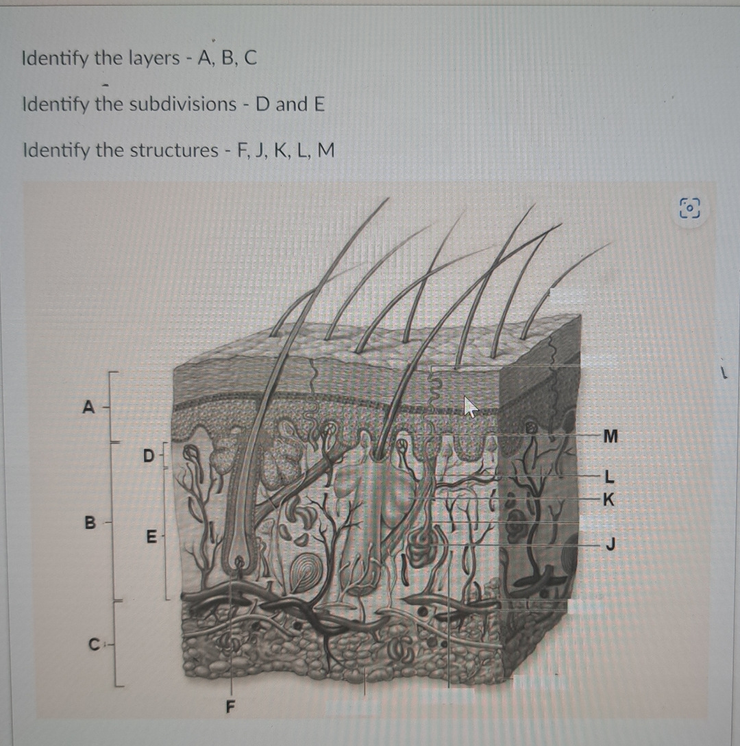 Solved Identify the layers - ﻿A, ﻿B, ﻿CIdentify the | Chegg.com