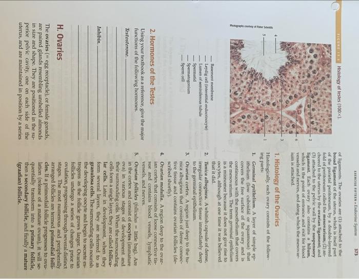Histology of testes (100x). of ligaments. The ovaries | Chegg.com
