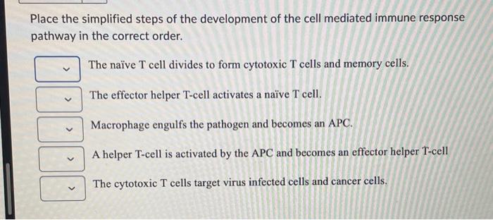 Solved Place the simplified steps of the development of the | Chegg.com