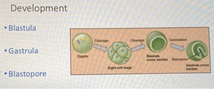 Solved 3. Draw a picture showing the formation of a | Chegg.com