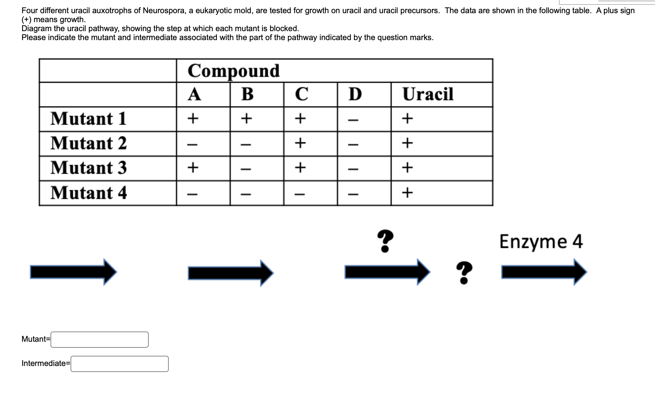 Solved Four different uracil auxotrophs of Neurospora, a | Chegg.com
