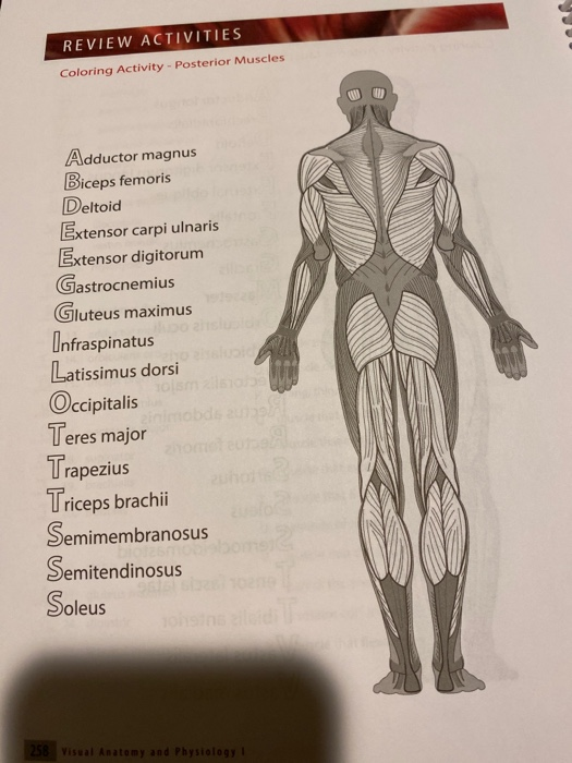 Solved REVIEW ACTIVITIES Coloring Activity - Posterior | Chegg.com