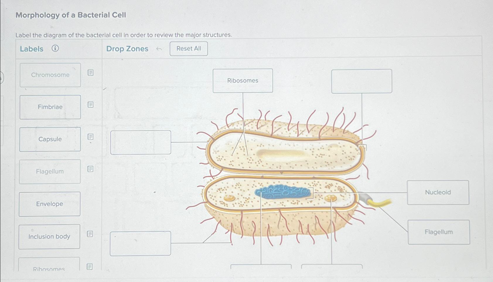 Solved Morphology of a Bacterial CellLabel the diagram of | Chegg.com
