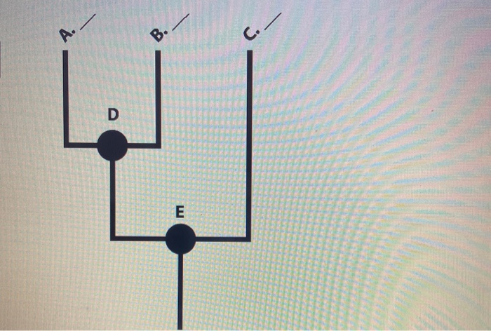 A. B. C. D E Here is a blank evolutionary tree. | Chegg.com