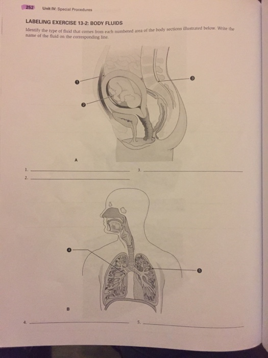 Solved 252 Unit IV: Special Procedures LABELING EXERCISE | Chegg.com