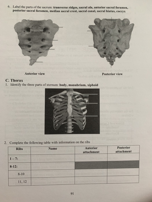 Solved Pre-Lab Name: 8. The Skeletal System Axial skeleton. | Chegg.com
