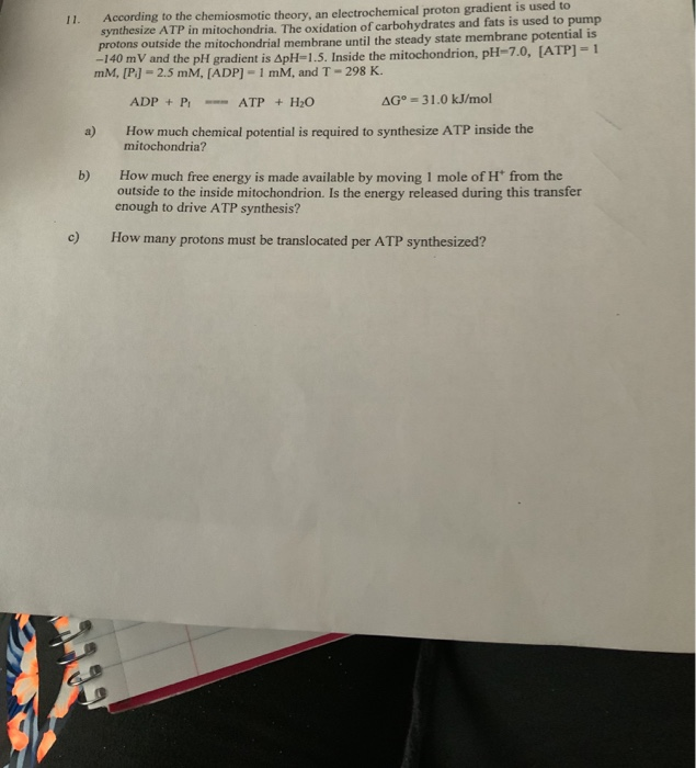 Solved According to the chemiosmotic theory, an | Chegg.com