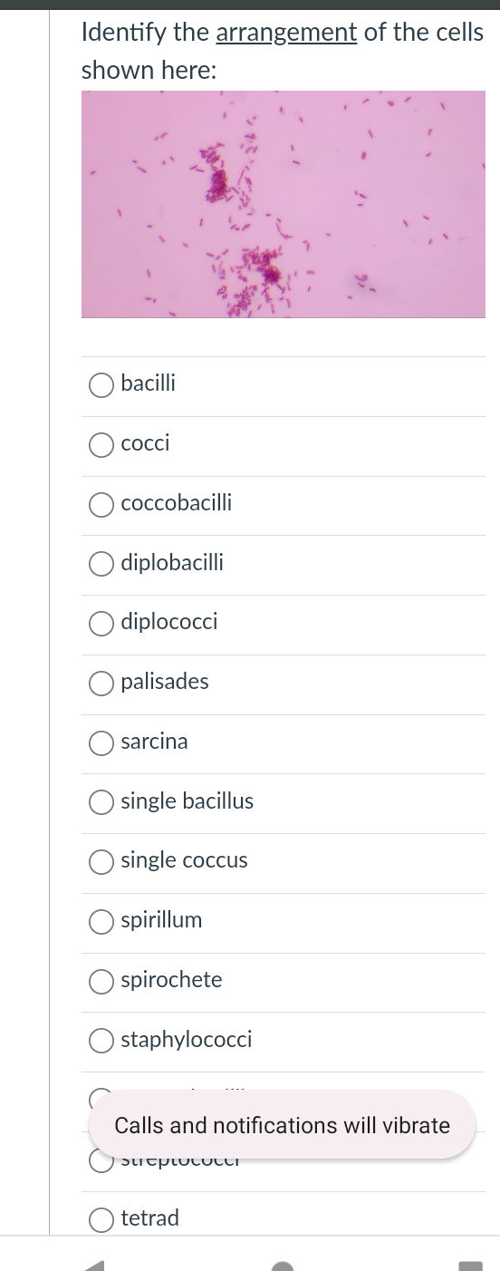 Solved shown here: bacilli cocci coccobacilli diplobacilli | Chegg.com
