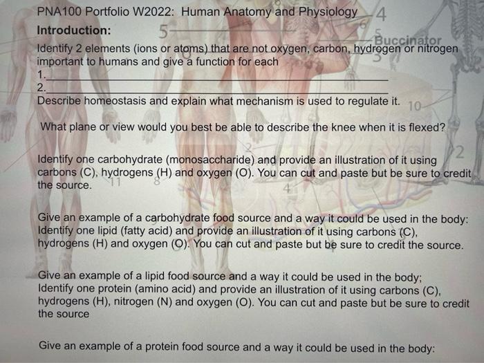 Solved PNA 100 Portfolio W2022: Human Anatomy and Physiology | Chegg.com