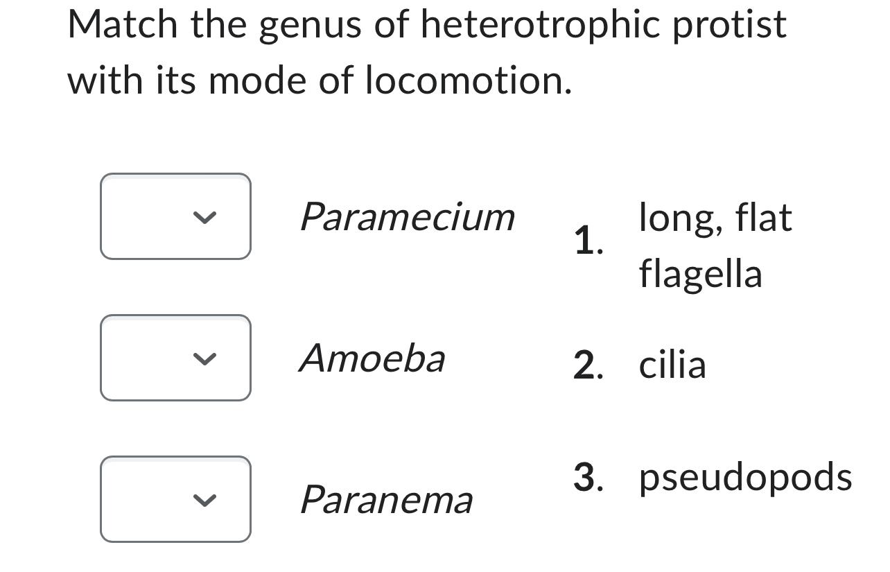 Solved Match the genus of heterotrophic protist with its | Chegg.com