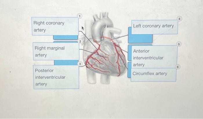 Solved Right coronary artery Right marginal artery Posterior | Chegg.com