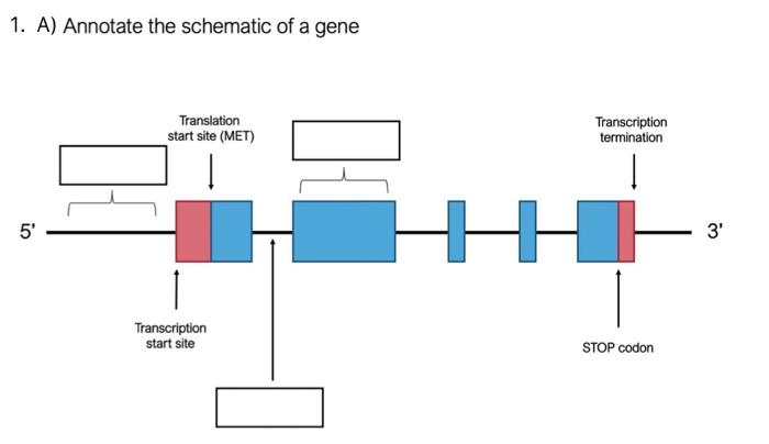 Solved 1. A) Annotate the schematic of a geneB) | Chegg.com