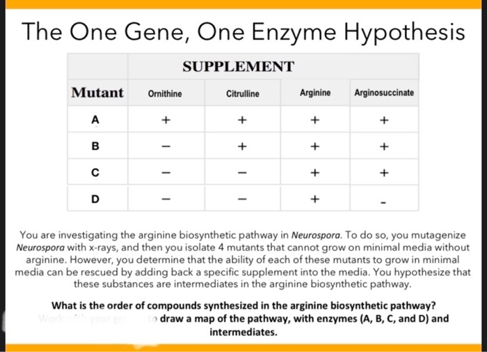 Solved The One Gene, One Enzyme Hypothesis SUPPLEMENT Mutant | Chegg.com