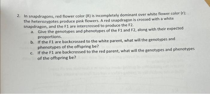 Solved 2. In snapdragons, red flower color (R) is | Chegg.com