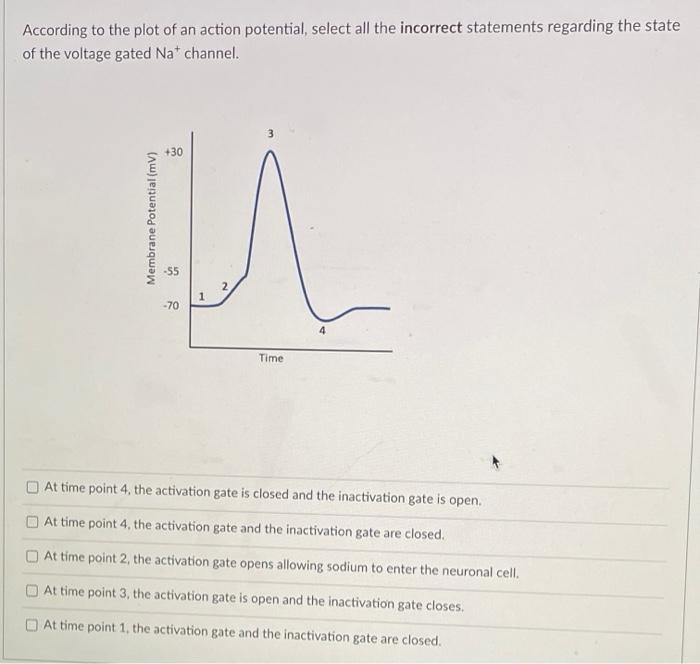 Solved According to the plot of an action potential, select | Chegg.com