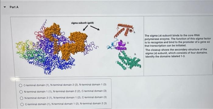 The sigma (o) subunit binds to the core ANA | Chegg.com