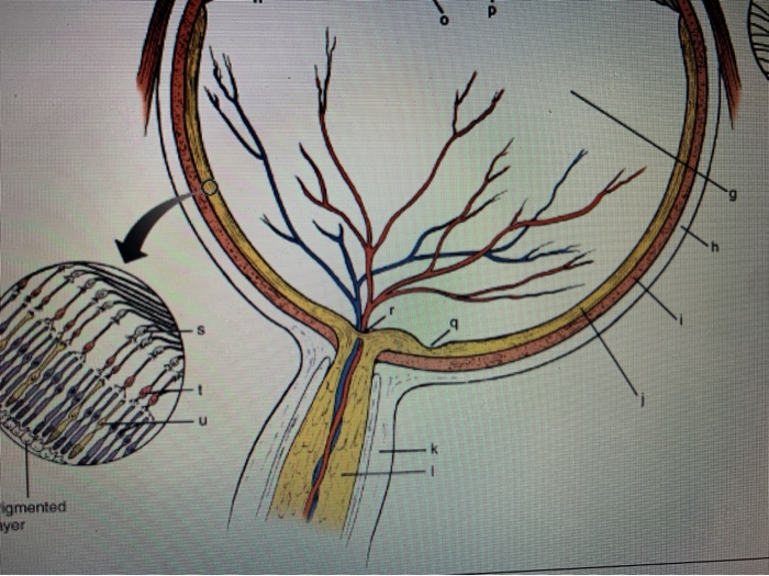 Solved Eye anatomy 8. Match the labeled structures with the | Chegg.com