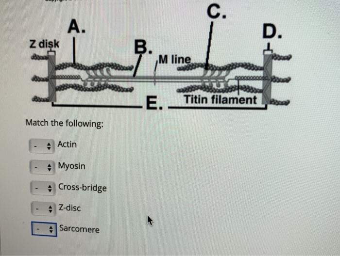 Solved Z disk M line Titin filament Match the following: - | Chegg.com