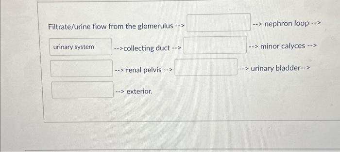 Filtrate/urine flow from the glomerulus -.> | Chegg.com