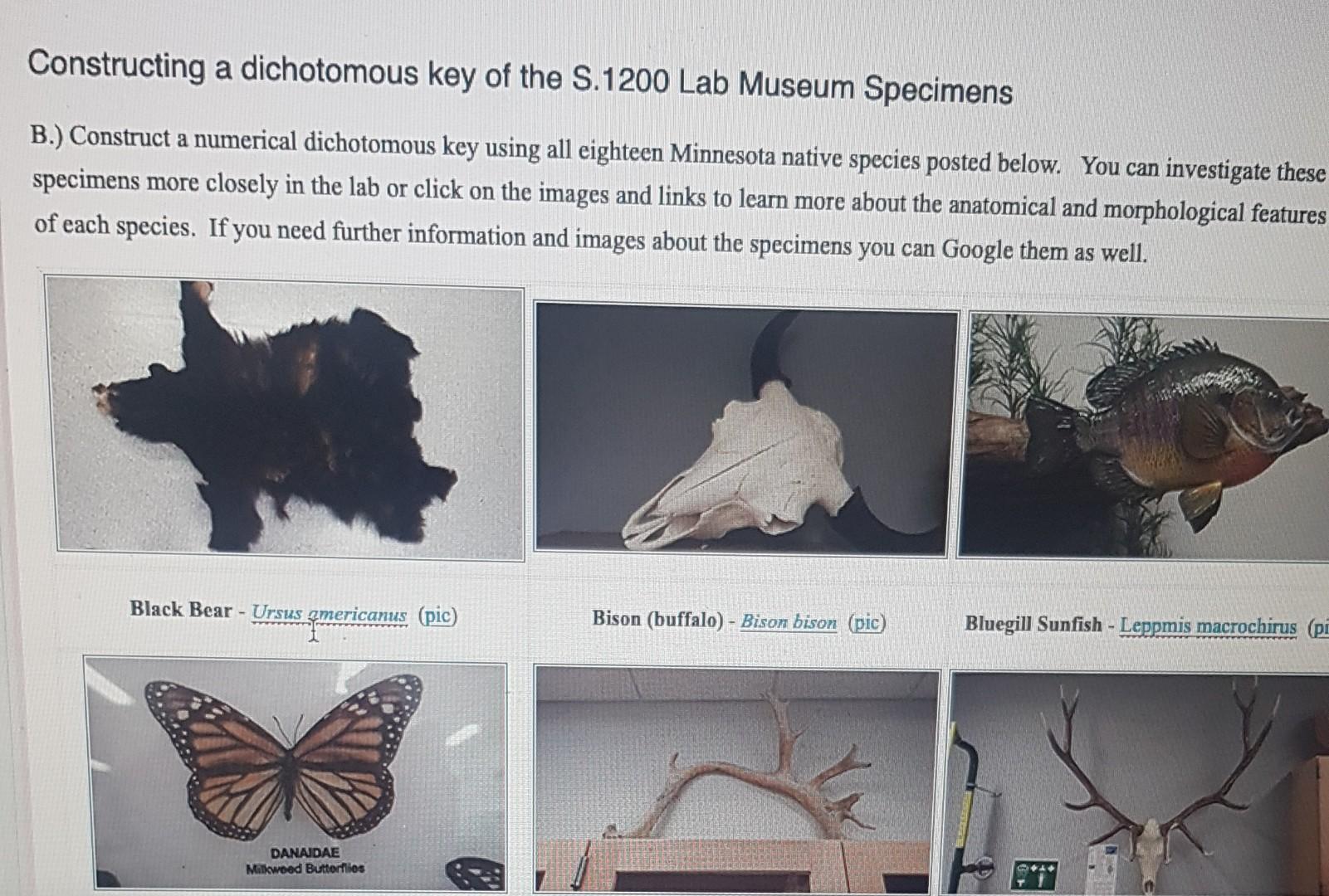 Constructing a dichotomous key of the S.1200 Lab | Chegg.com