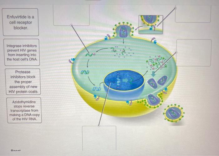 Solved Review the HIV replication cycle in figure 16,5, and | Chegg.com Solved Review the HIV replication cycle in figure 16,5, and | Chegg.com