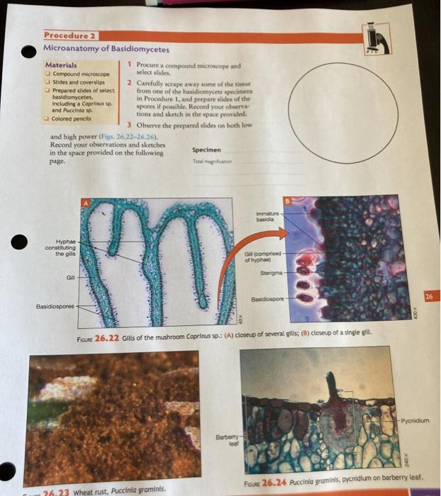 Solved Procedure 2 Microanatomy of Basidiomycetes Materials | Chegg.com