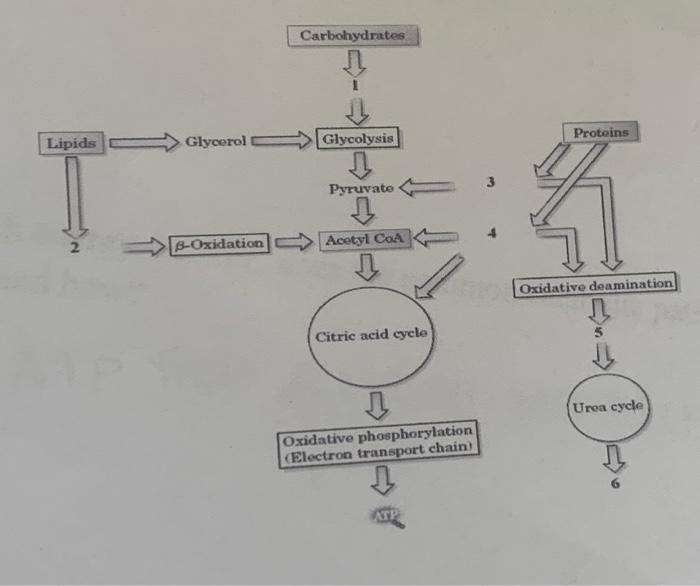 Solved Prob. # 4 (4 pts): Examine the following diagram. | Chegg.com Solved Prob. # 4 (4 pts): Examine the following diagram. | Chegg.com