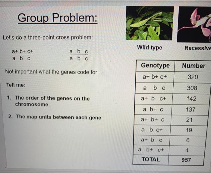 Solved Can you show me how to find the gene order? I am so | Chegg.com