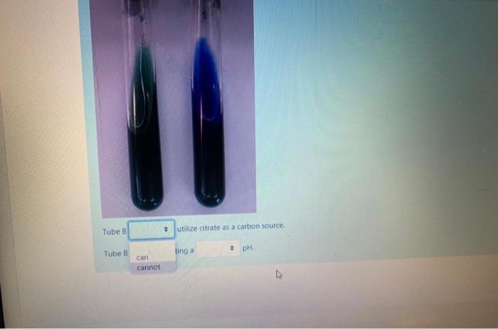 Solved 20 + Tube A is an uninoculated Simmons Citrate Agar | Chegg.com