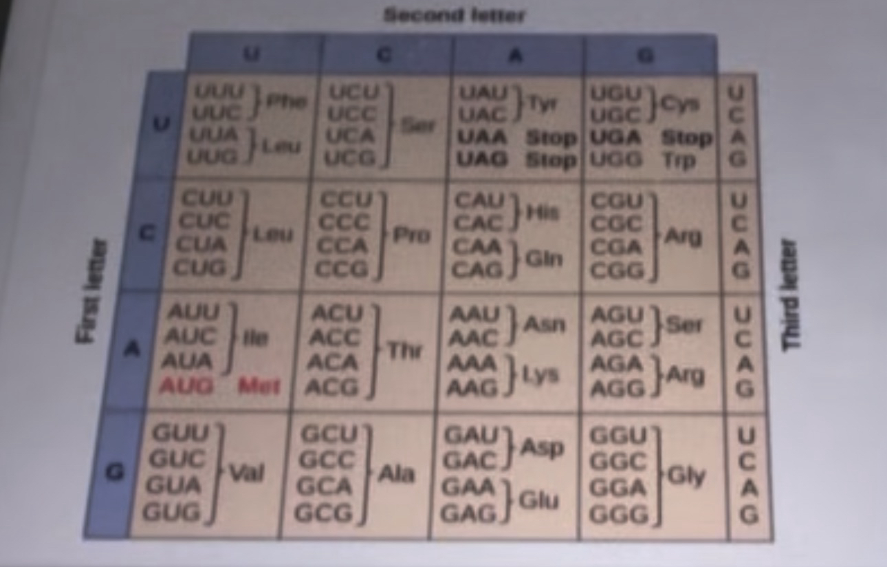 Solved What are the tRNA anti-codons for the following mRNA | Chegg.com