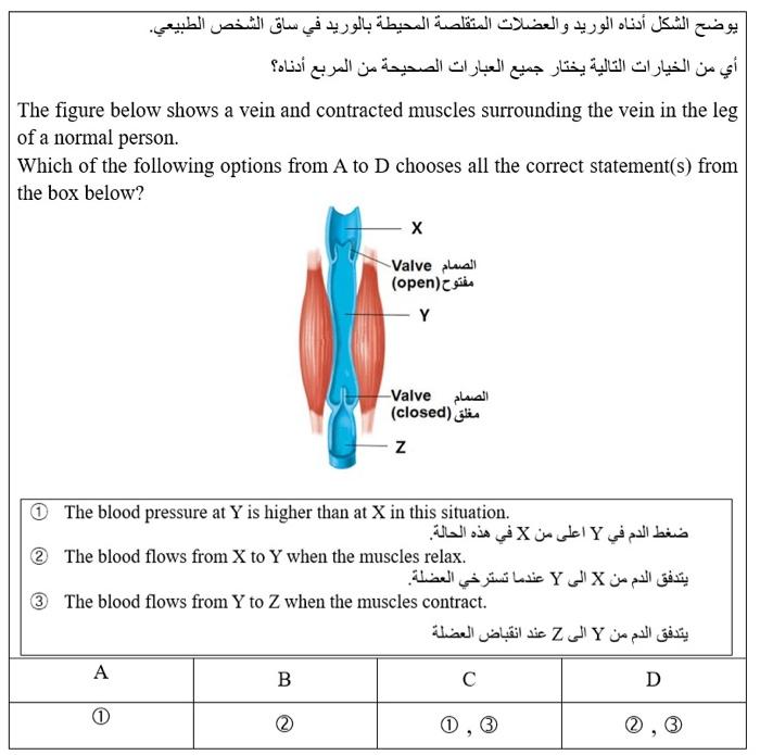 Solved The figure below shows a vein and contracted muscles | Chegg.com