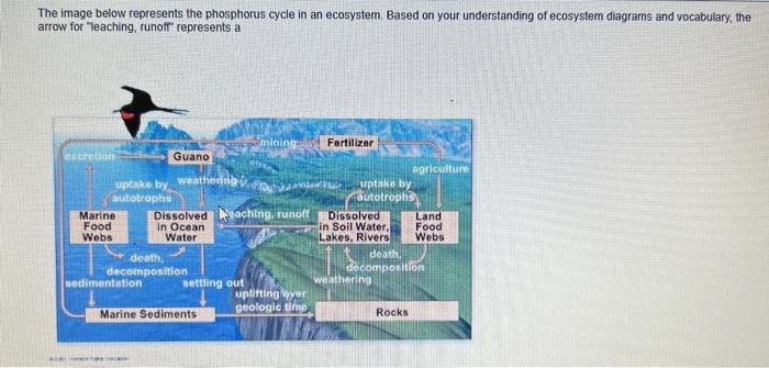 Solved The image below represents the phosphorus cycle in an | Chegg.com