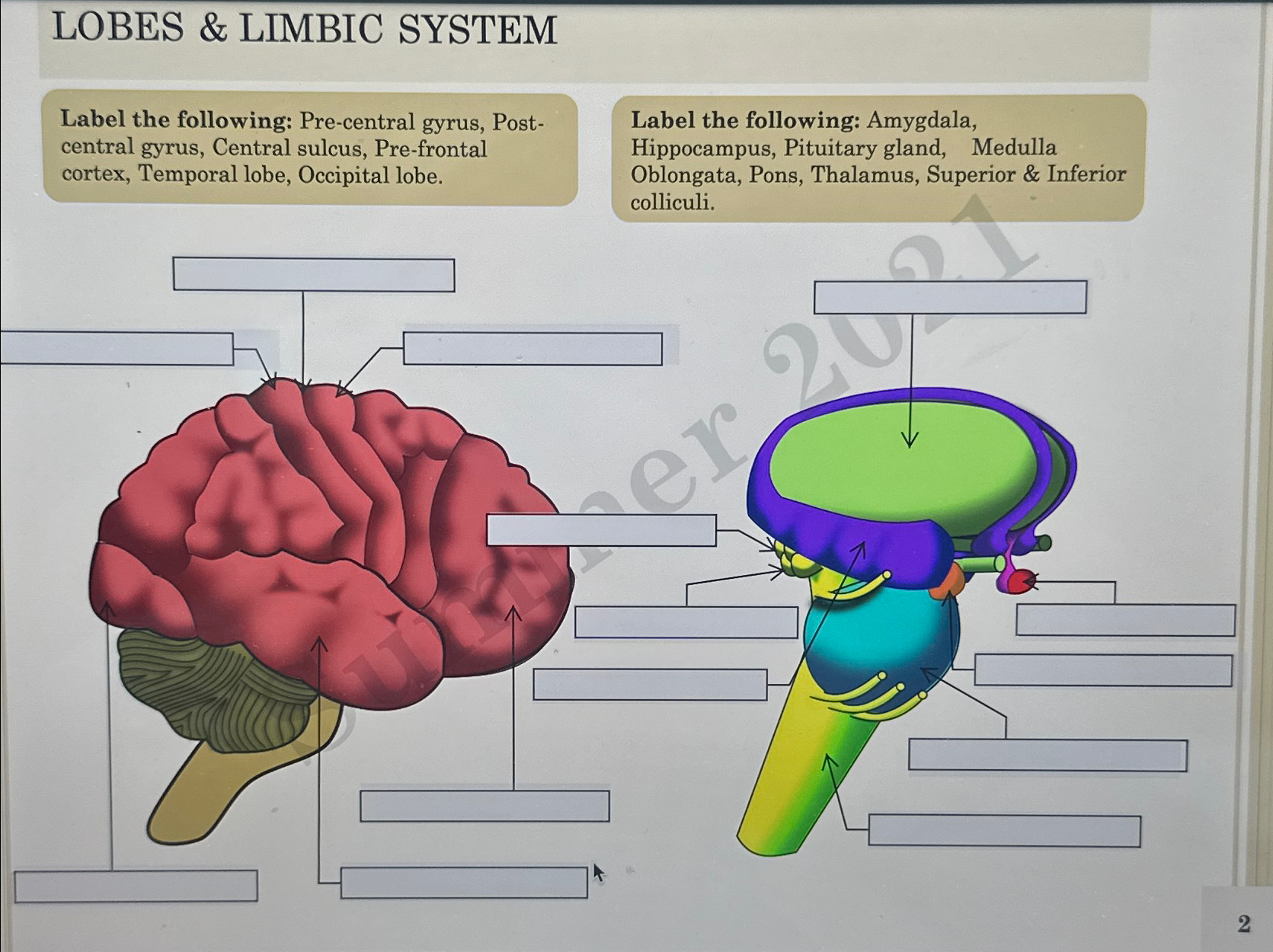 Solved LOBES & LIMBIC SYSTEMLabel the following: Pre-central | Chegg.com
